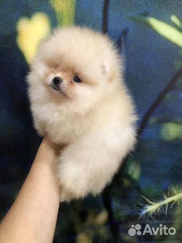 Супер мишки