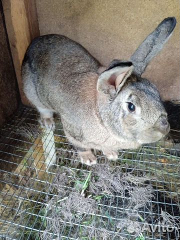Калифорнийские кролики