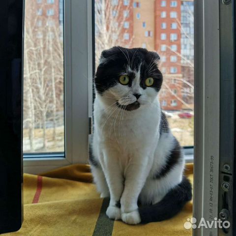 Кошка Шотландская вислоухая 3 года стерилизована