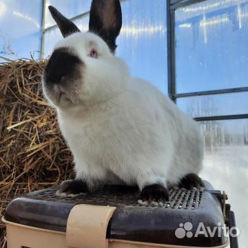 Калифорнийские кролики