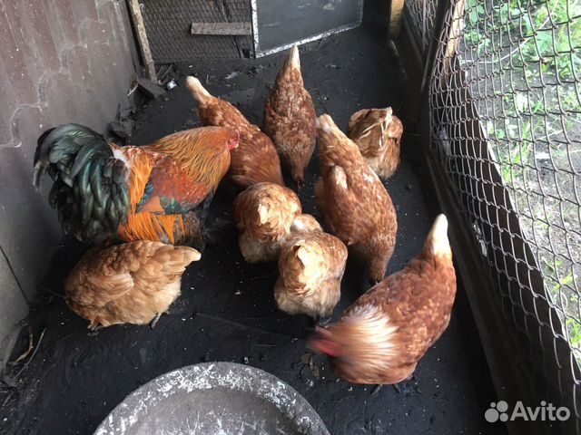 Куры несушки оптом