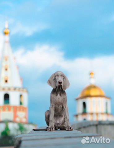 Щенки веймаранера