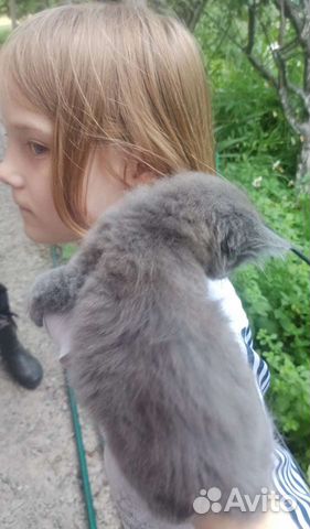 Котенок шотладский прямоухий