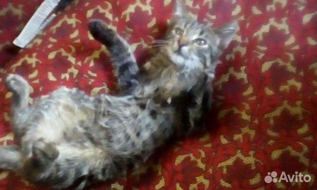 Котенок мальчик бесплатно