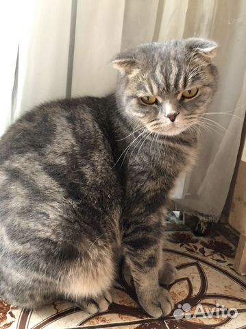 Шотландская