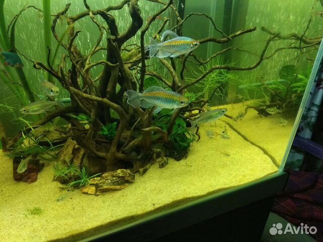 Грунт udeco, янтарный песок