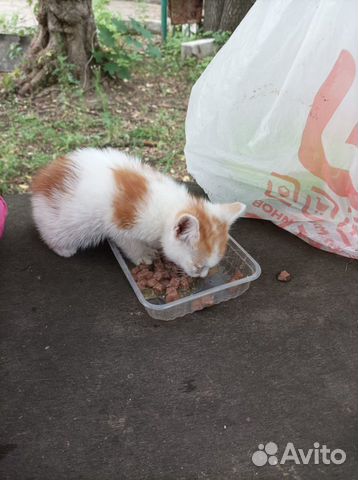 Котята с улицы