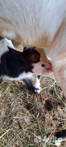 Коза с новорождкнными козлятами