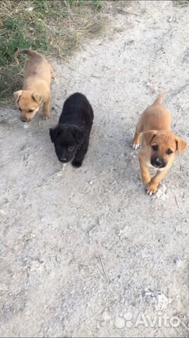 Щенки бесплатно