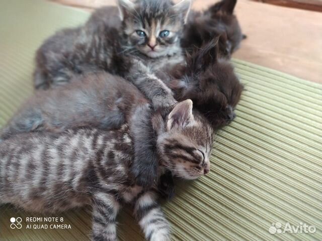 Британские котята