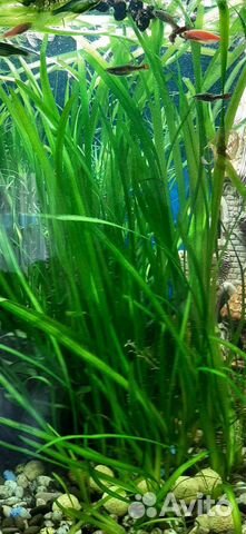Аквариумные растения прополка