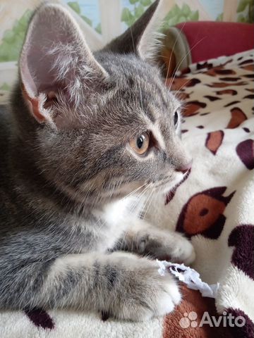 Котята в добрые руки бесплатно