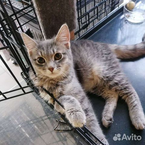 Кошки в добрые руки