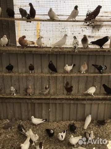 Бакинские,Иранские,Афганские,Благодарнеские,Турецк