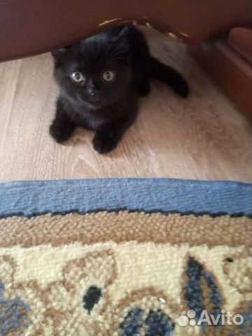 Британский котёнок