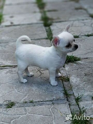 Щенки чихуахуа девочки