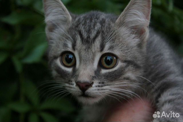 Котенок Матроскин