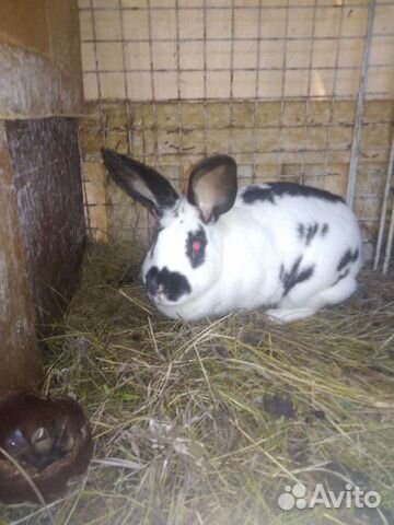 Продам взрослых крольчих