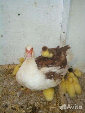 Утята мускусной утки