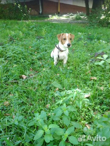 Подрощенный щенок дрт