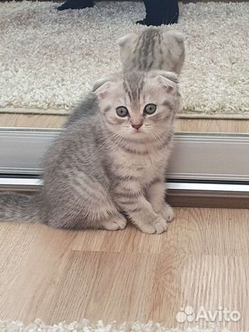 Шотландская вислоухая