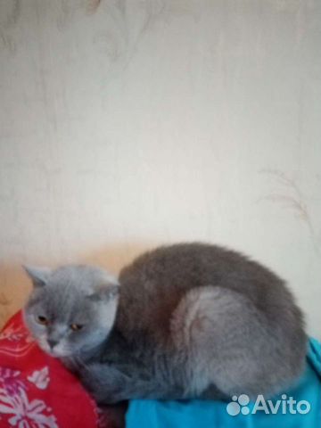 Британская