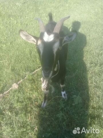 Коза дойная молочная