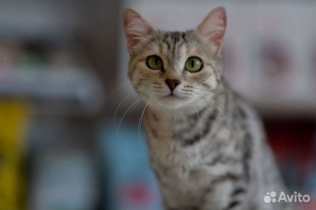 Кошка в добрые руки