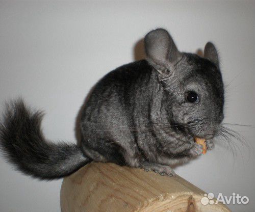 Шиншилла,3 месяца
