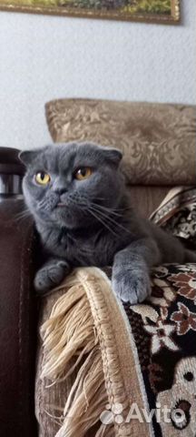 Британская кошечка ищет добрую семью