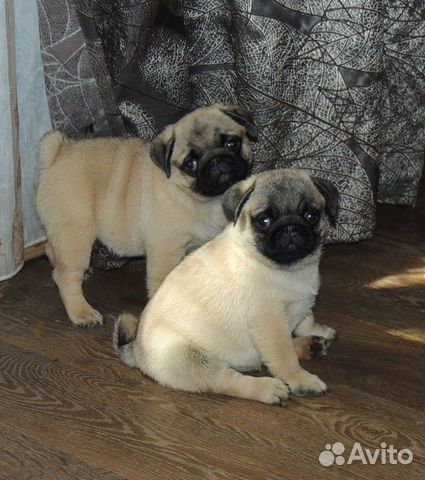 Абрикосовые и бежевые щенки РКФ