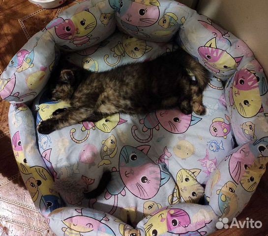 Котята в добрые руки мальчики