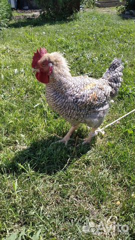 Петух билефельдер