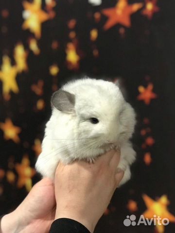 Цветные шиншиллы от питомника