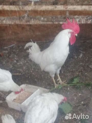 Семья кур несушек