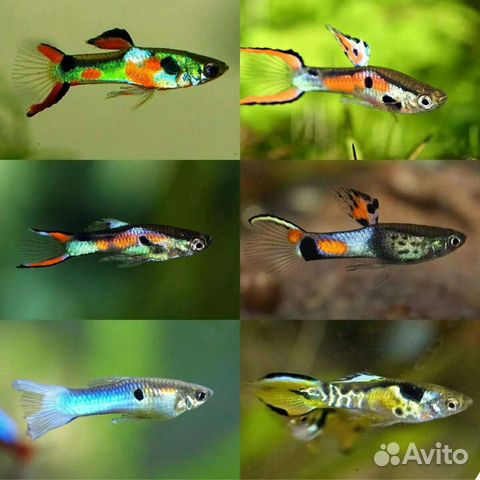 Гуппи японские