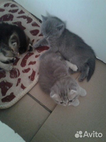 Кошки