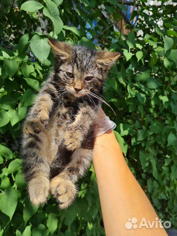 Котята в добрые руки бесплатно