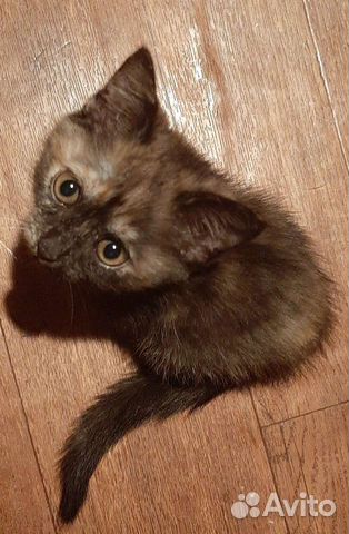 Котенок