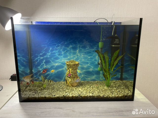 Аквариумные рыбки