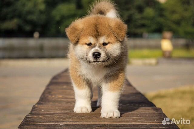 Акита Ину, японская гордость