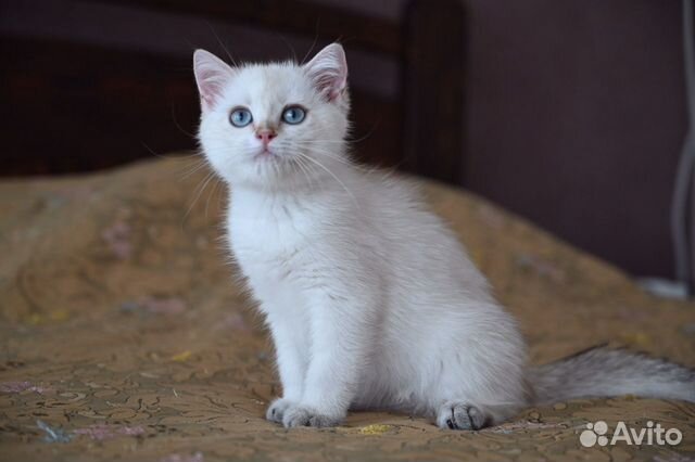 Кошечка золотая шиншилла пойнт