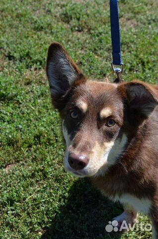 Кексик в добрые руки