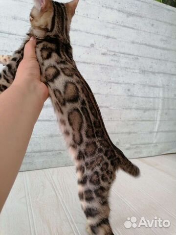 Бенгальская кошка