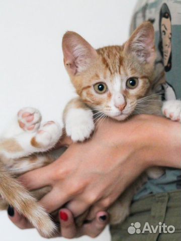 Крошка котенок ищет дом