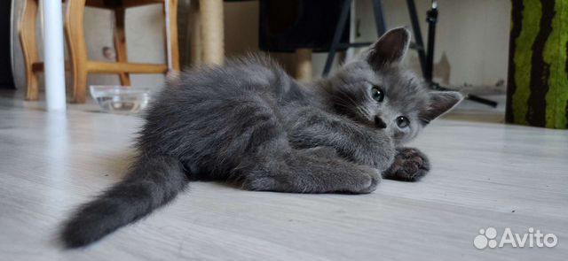 Британские котята мальчики мраморный окрас