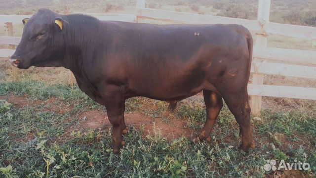 Чисто породные быки Абердин-Ангус, на племя