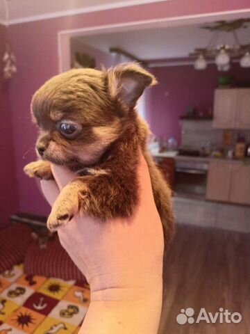 Щенки чихуа