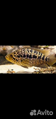 Манагуанская цихлазома