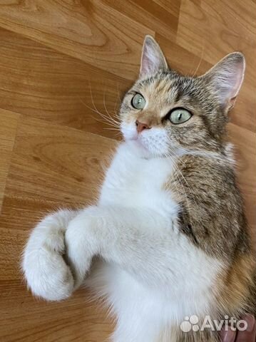 Кошка Морковка